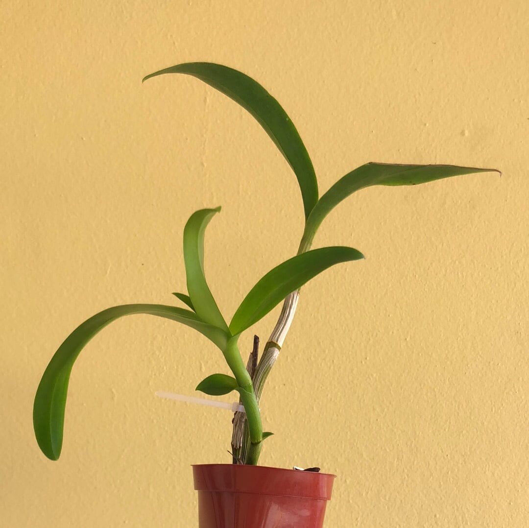 Dendrobium Jaquelyn Thomas 'Uniwai Mist' – La Foresta Orchids