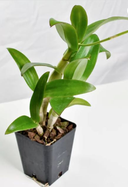 Dendrobium Jaquelyn Thomas 'Uniwai Mist' – La Foresta Orchids