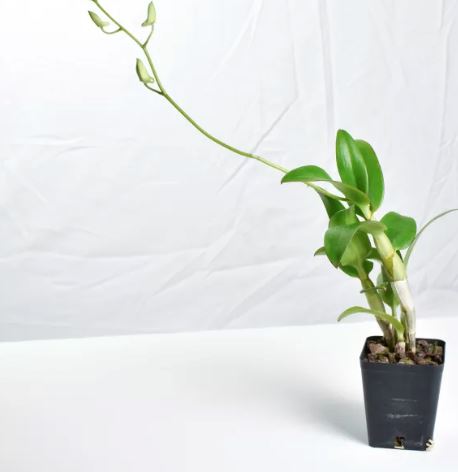 Dendrobium Jaquelyn Thomas 'Uniwai Mist' – La Foresta Orchids