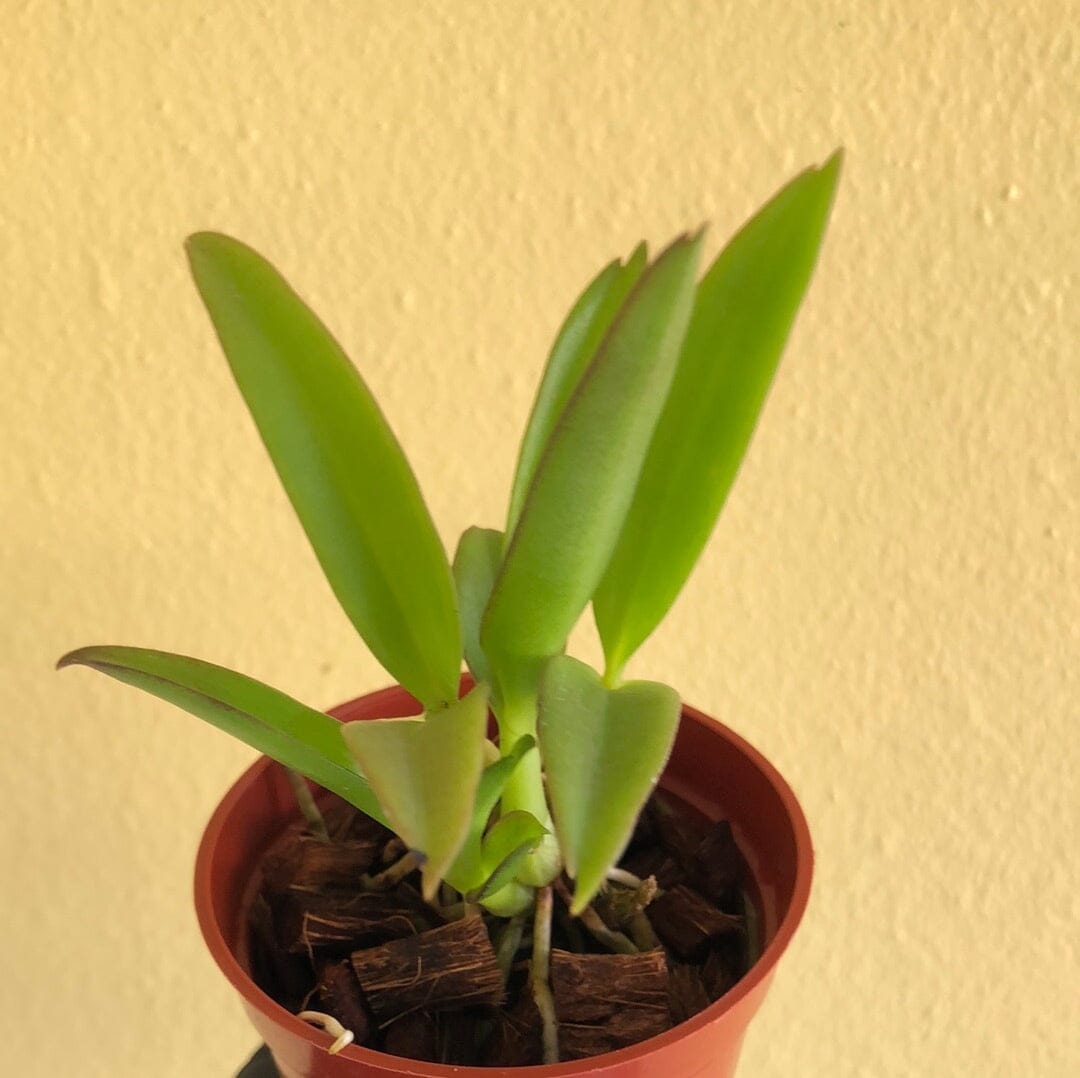 Dendrobium ‘Lorrie Mortimer’ – La Foresta Orchids