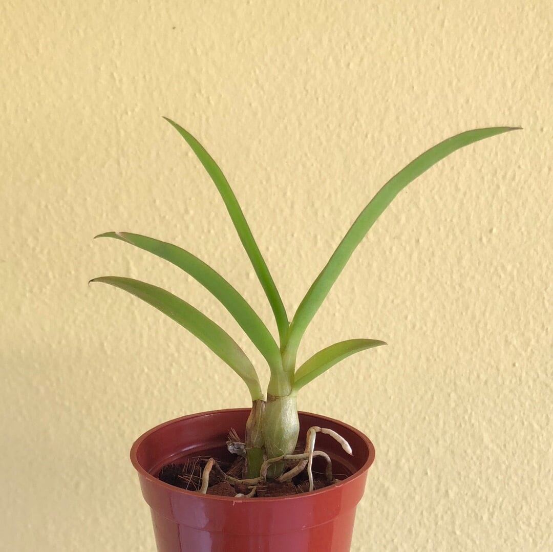 Dendrobium ‘Lorrie Mortimer’ – La Foresta Orchids