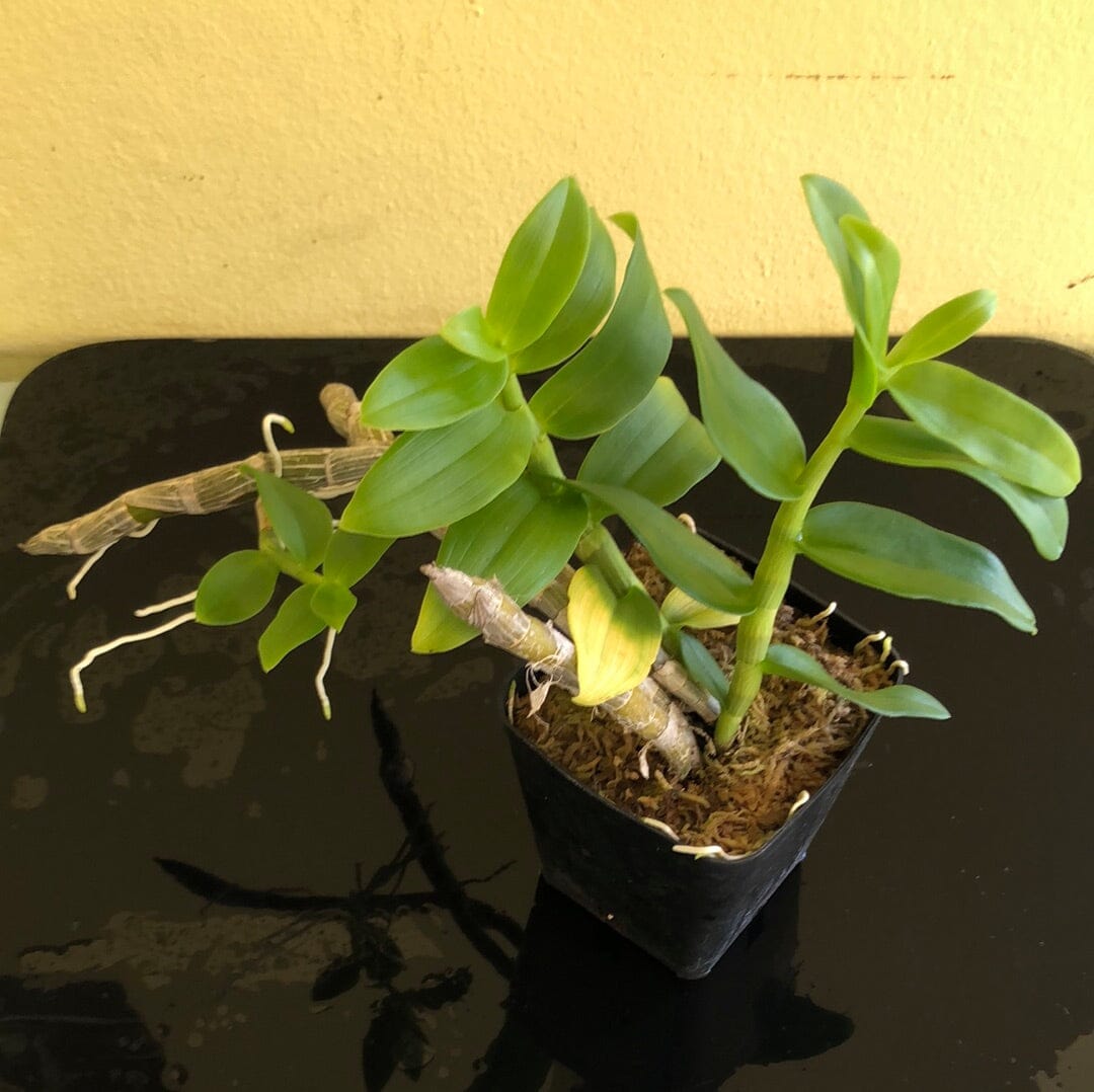 Dendrobium Neifert's Quest x Dendrobium superbum 'Little Sweet Scent ...