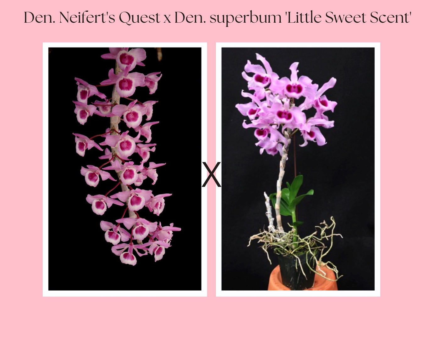 Dendrobium Neifert's Quest x Dendrobium superbum 'Little Sweet Scent ...