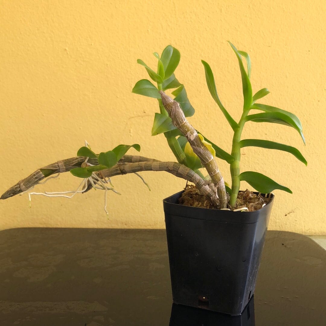 Dendrobium Neifert's Quest x Dendrobium superbum 'Little Sweet Scent ...
