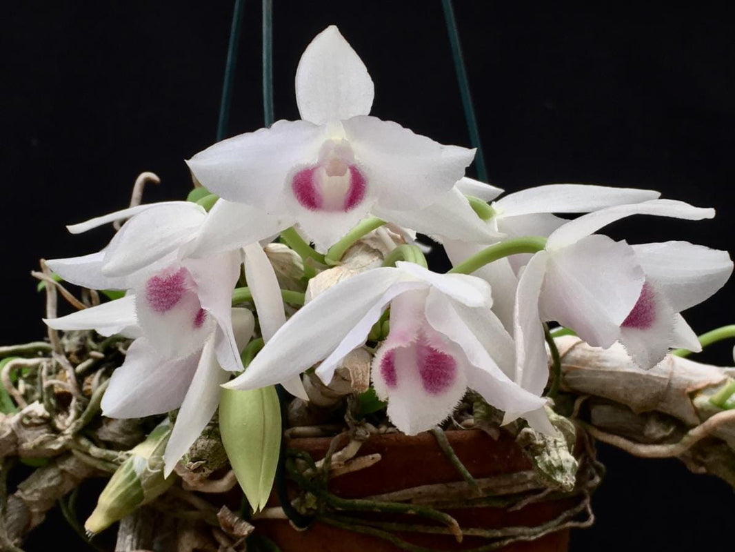 Dendrobium Species & Hybrids – La Foresta Orchids