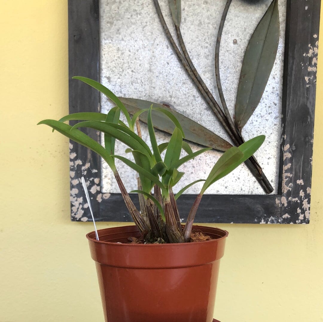 Dendrobium Purple Zip x Dendrobium King Zip 'Red Splash' AM/AOS – La ...