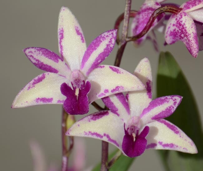 Dendrobium Purple Zip x Dendrobium King Zip 'Red Splash' AM/AOS – La ...