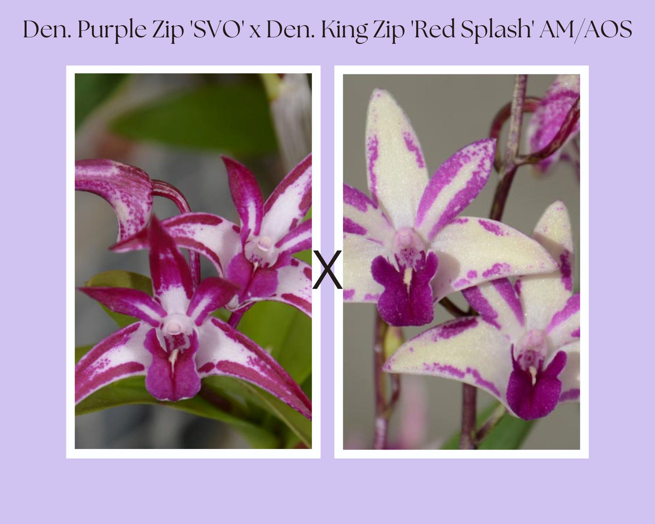 Dendrobium Purple Zip x Dendrobium King Zip 'Red Splash' AM/AOS – La ...