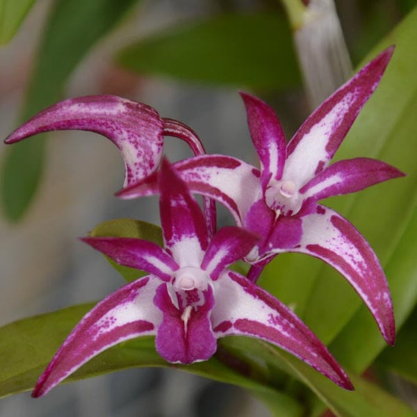 Dendrobium Purple Zip x Dendrobium King Zip 'Red Splash' AM/AOS – La ...