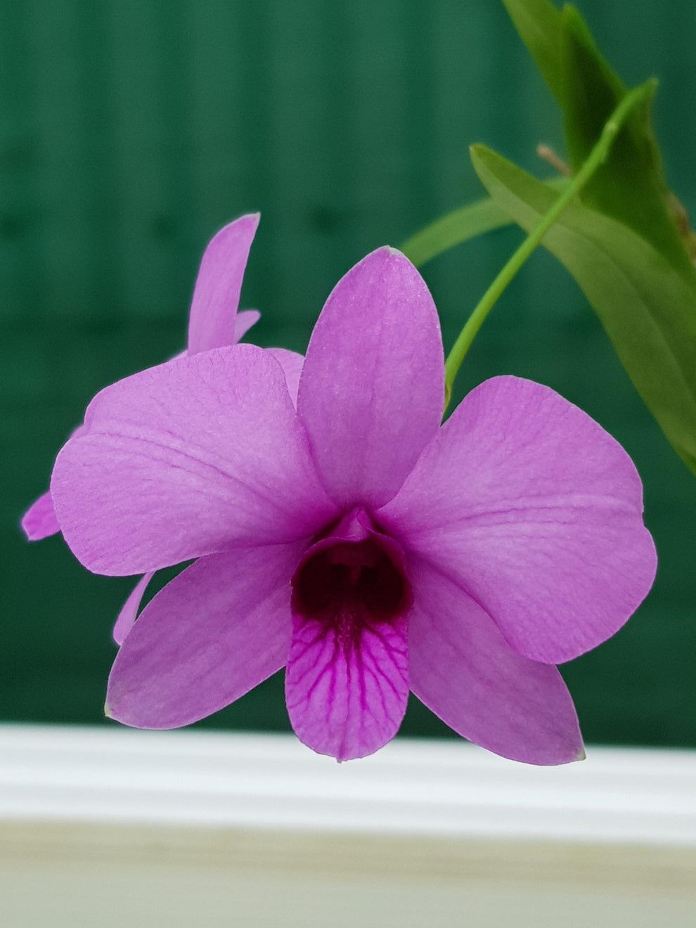 Dendrobium Red Eye Hawaii – La Foresta Orchids