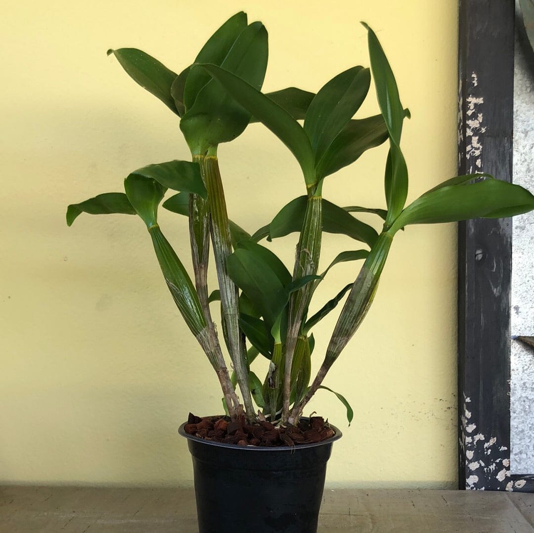 Dendrobium Roy Tokunaga 'Spots' – La Foresta Orchids