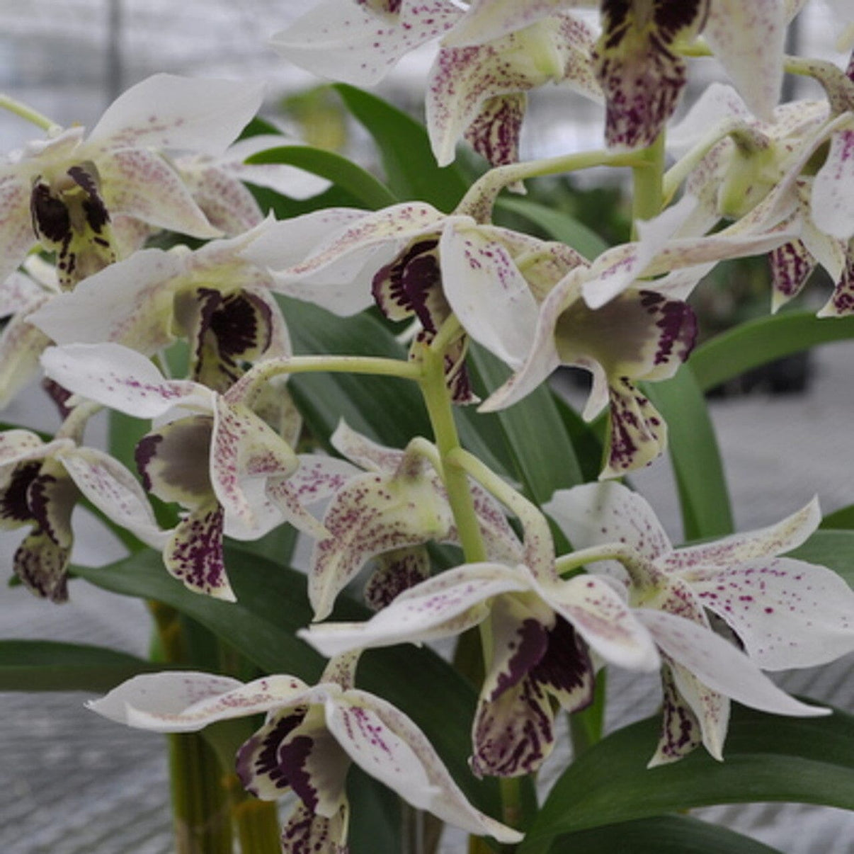 Dendrobium Roy Tokunaga 'Spots' – La Foresta Orchids