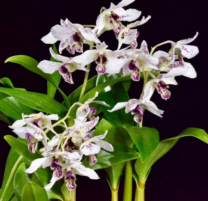 Dendrobium Roy Tokunaga 'Spots' – La Foresta Orchids