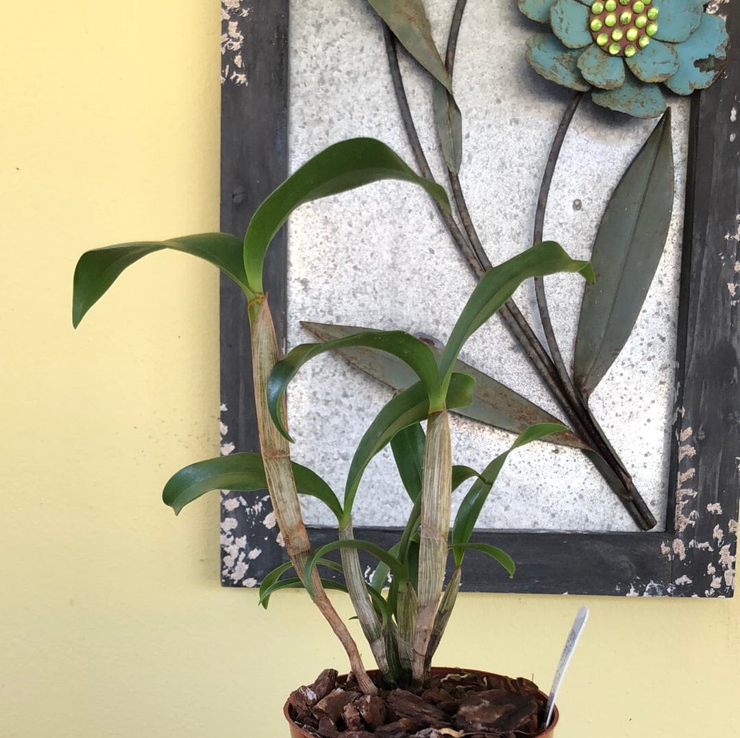 Dendrobium Ruben Colmenares 'Big Daddy' x Dendrobium Victorian Regency ...