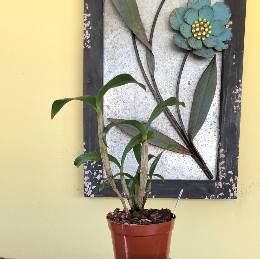 Dendrobium Ruben Colmenares 'Big Daddy' x Dendrobium Victorian Regency ...