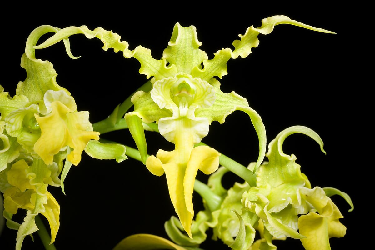 Dendrobium spectabile – La Foresta Orchids