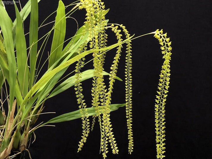 Dendrochilum filiforme var. Yellow Gold – La Foresta Orchids