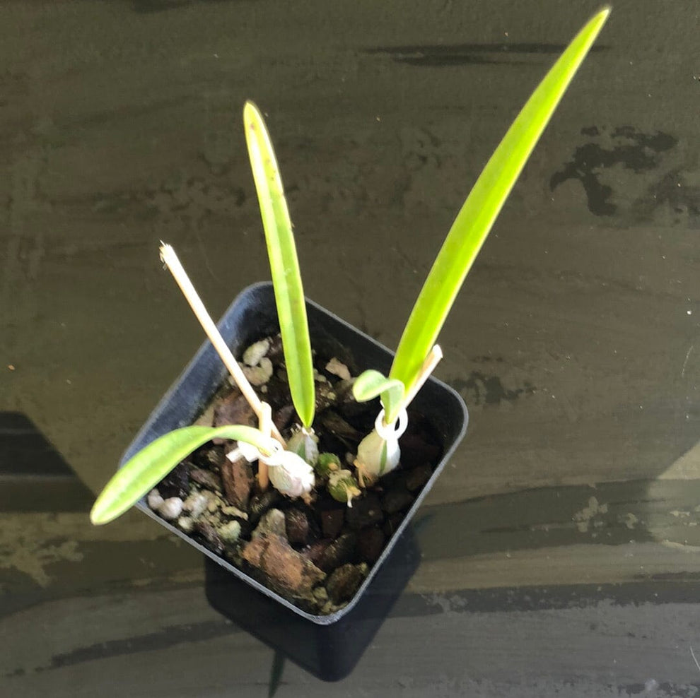 Encyclia adenocaula – La Foresta Orchids
