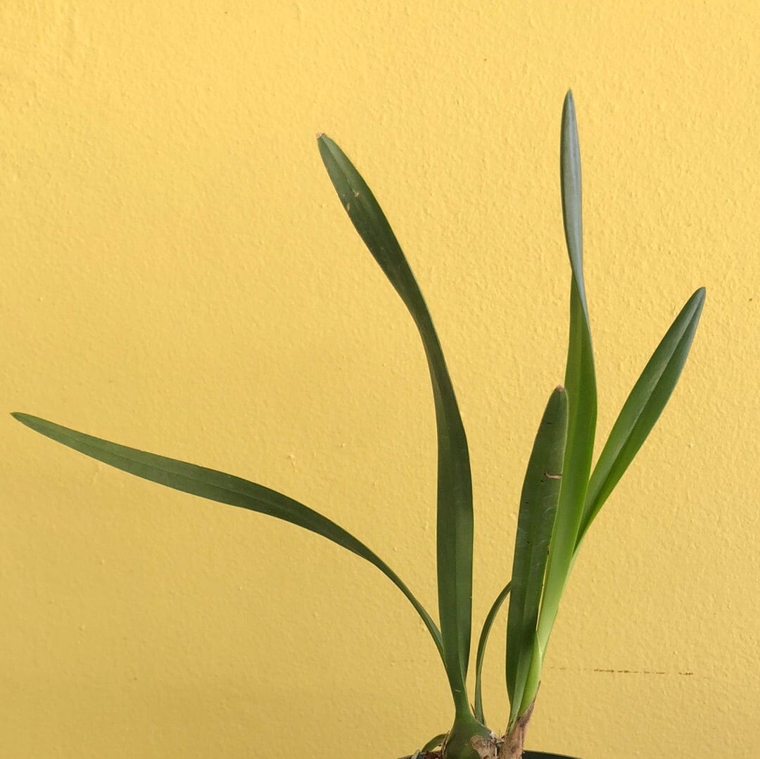 Encyclia alata x Encyclia fowliei – La Foresta Orchids