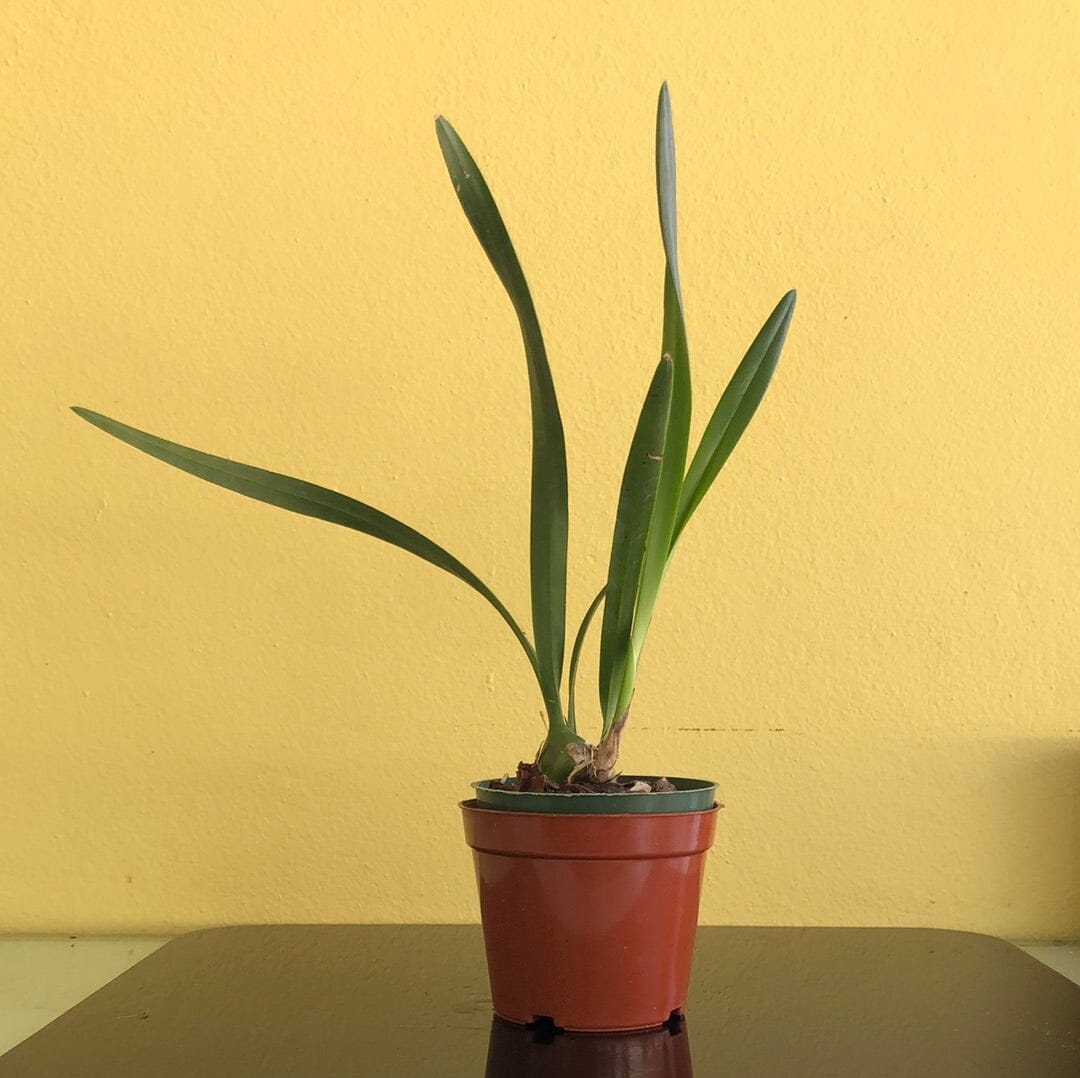 Encyclia alata x Encyclia fowliei – La Foresta Orchids