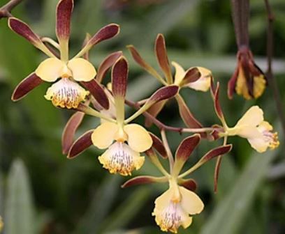 Encyclia alata x Encyclia fowliei – La Foresta Orchids