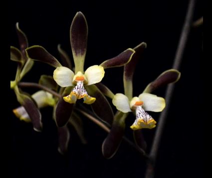 Encyclia alata x Encyclia fowliei – La Foresta Orchids