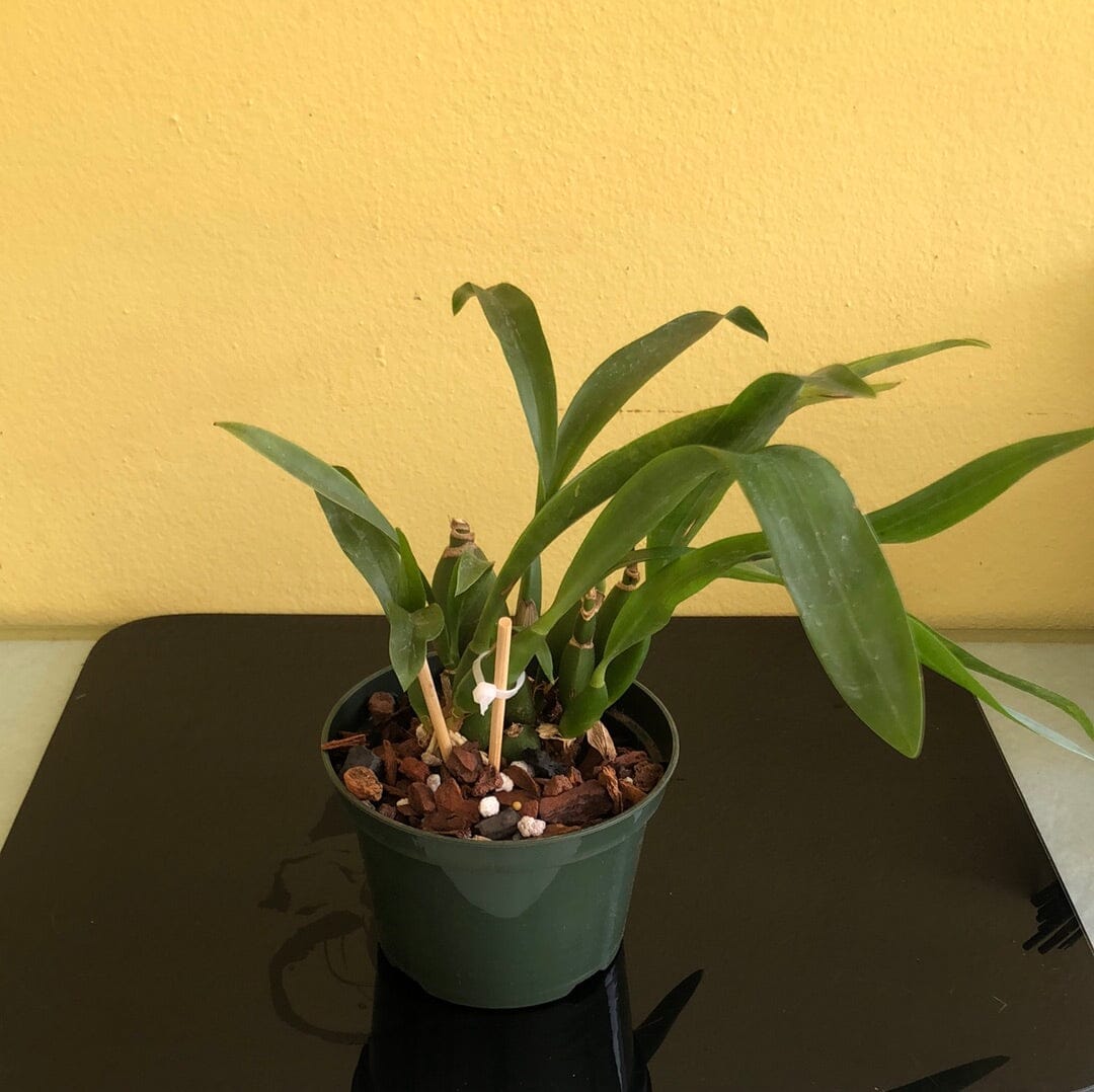 Encyclia cochleata x Guarechea Miva Etoile Noire - a Black Orchid!