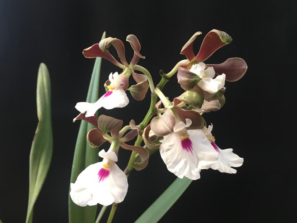 Encyclia cordigera var. tipo x Encyclia cordigera var. 'Dark Chocolate ...