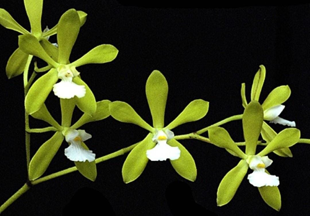 Encyclia tampensis var. alba – La Foresta Orchids