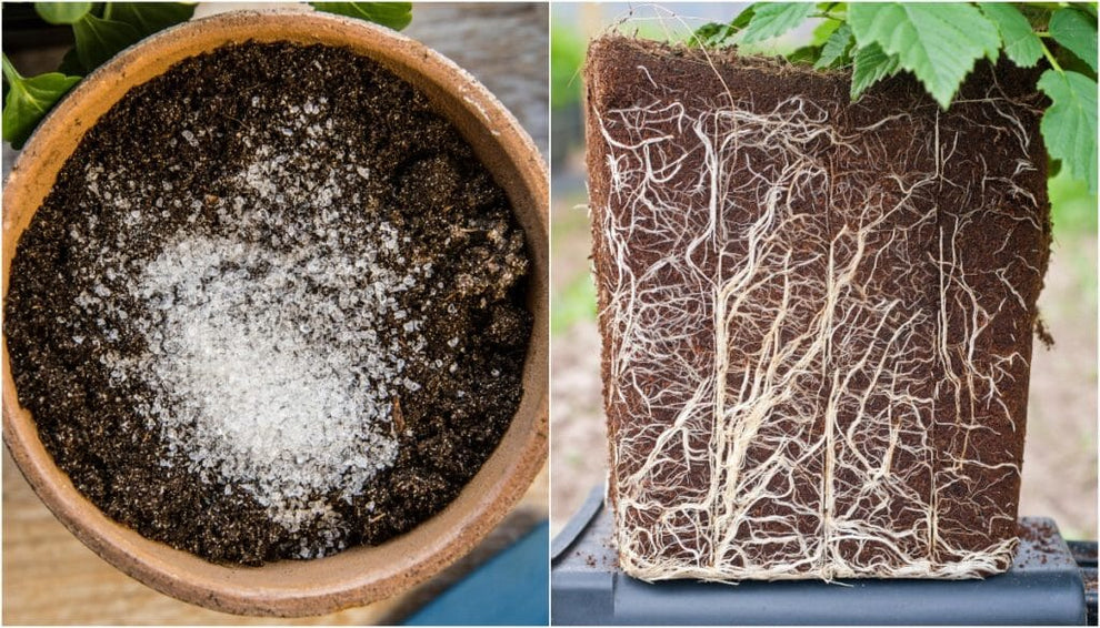 Fertilizer Additives - Bacteria & Mycorrhizae Fungi – La Foresta Orchids