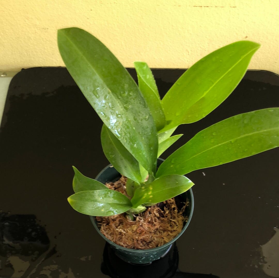 Grammatophyllum Pakkret Leo 'Sabre' var. semi alba – La Foresta Orchids