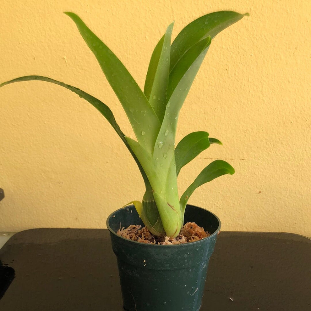 Grammatophyllum Pakkret Leo 'Sabre' var. semi alba – La Foresta Orchids