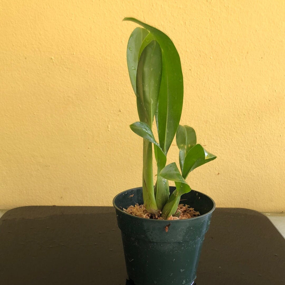 Grammatophyllum Pakkret Leo 'Sabre' var. semi alba – La Foresta Orchids