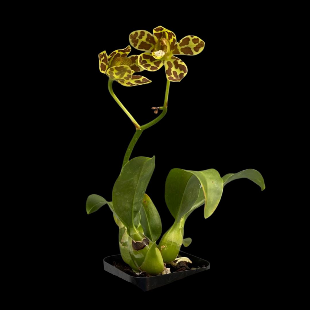 Grammatophyllum scriptum - a Dwarf Orchid! – La Foresta Orchids