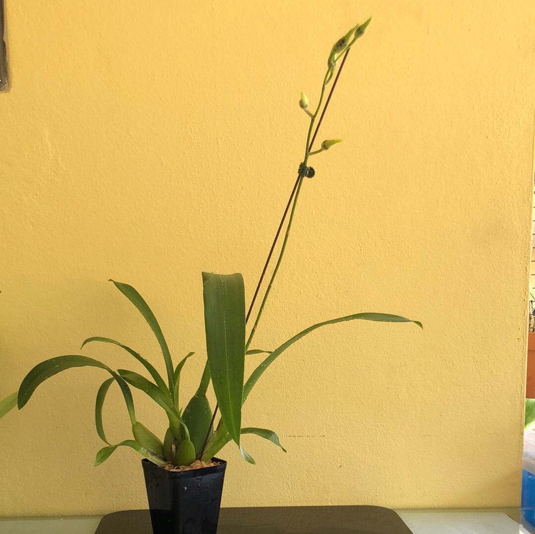 Oncidium Alliance - Bllra. Snowblind 'Sweet Spots' – La Foresta Orchids