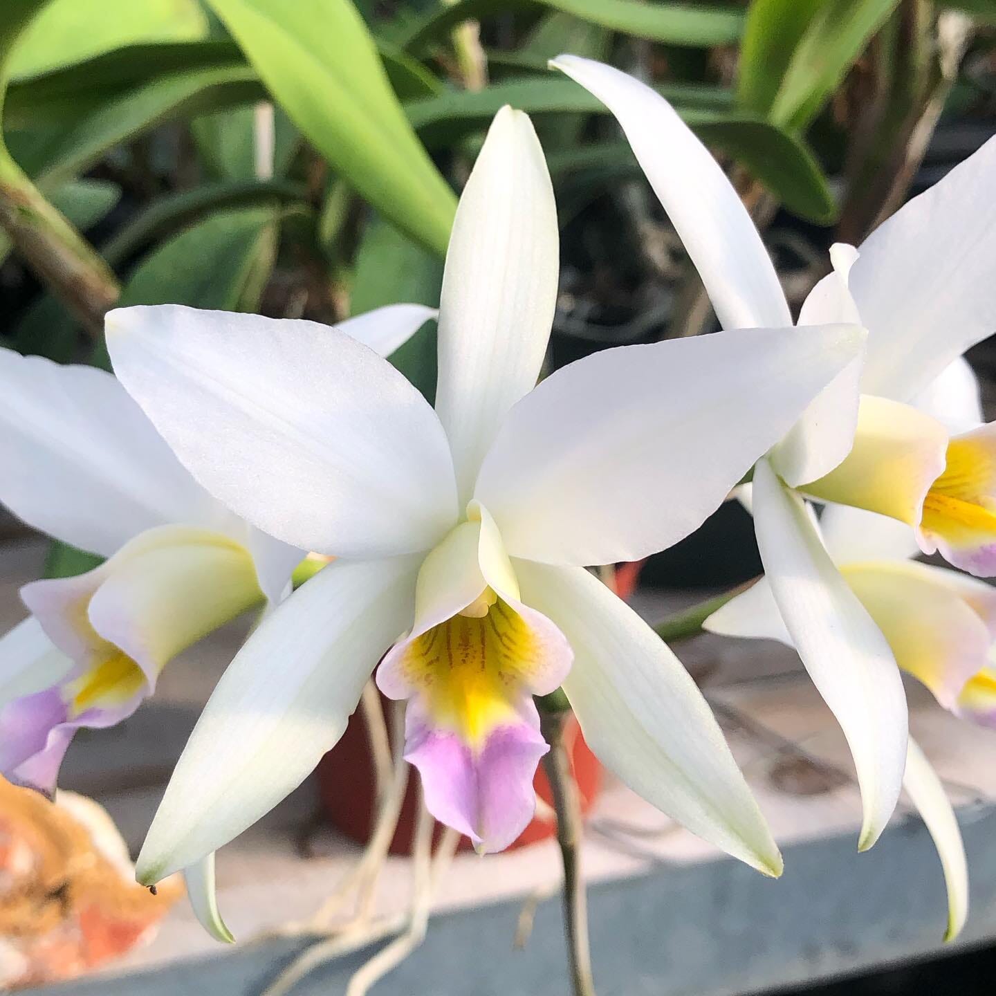Laelia anceps var. hillsii – La Foresta Orchids
