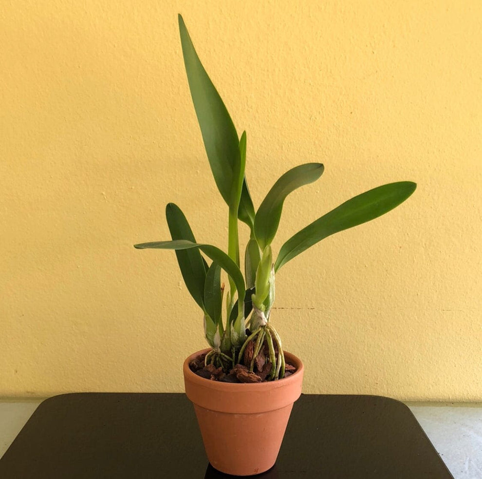 Laelia anceps var. hillsii – La Foresta Orchids