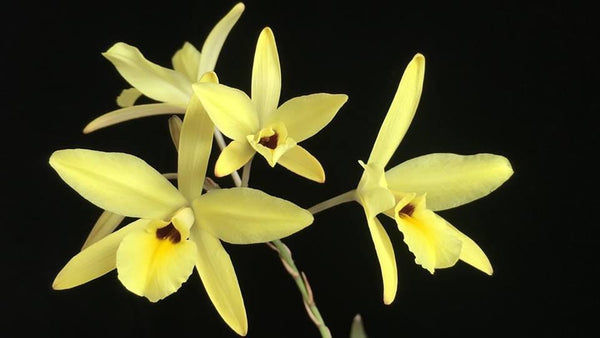Laelia aurea – La Foresta Orchids