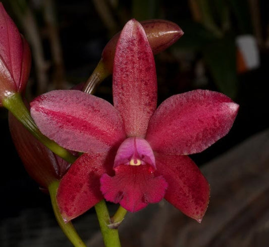 Cattleya Primary Hybrids Species – Page 3 – La Foresta Orchids