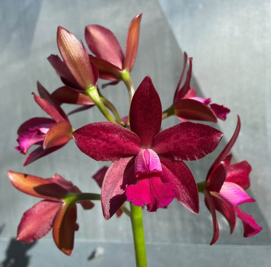 Cattleya Primary Hybrids Species – Page 3 – La Foresta Orchids