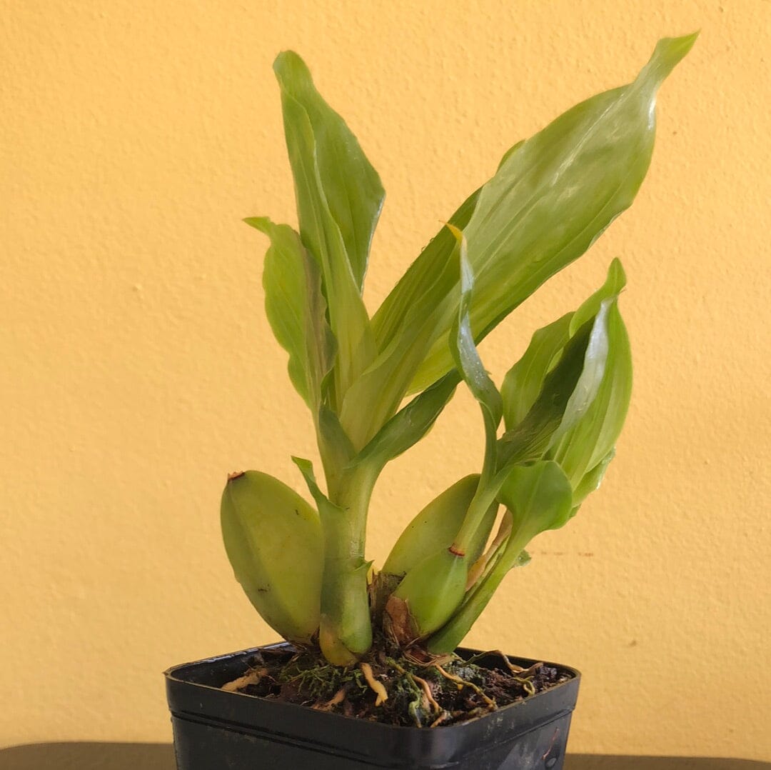 Lycaste tricolor x Lycaste macrophylla