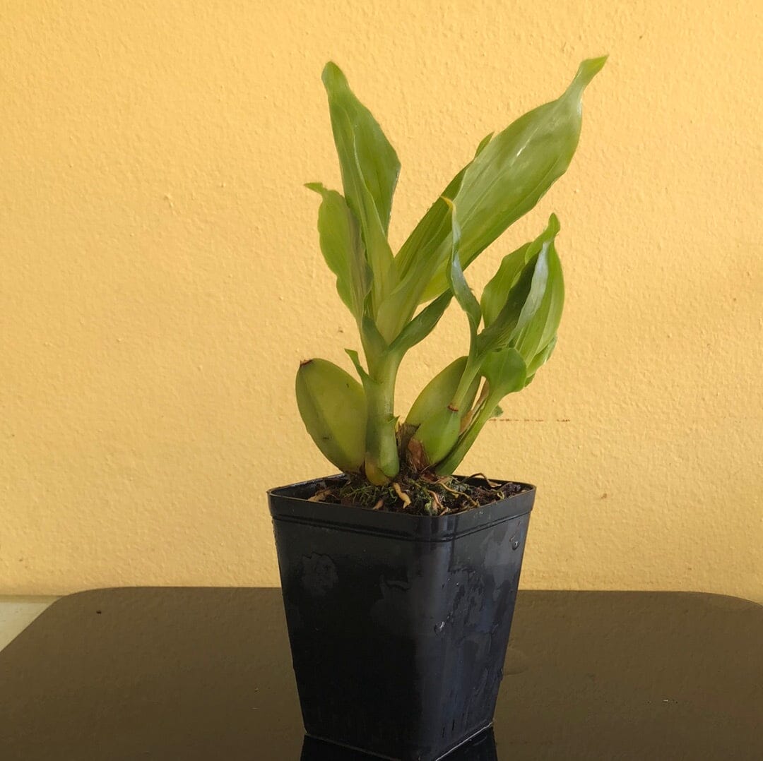 Lycaste tricolor x Lycaste macrophylla