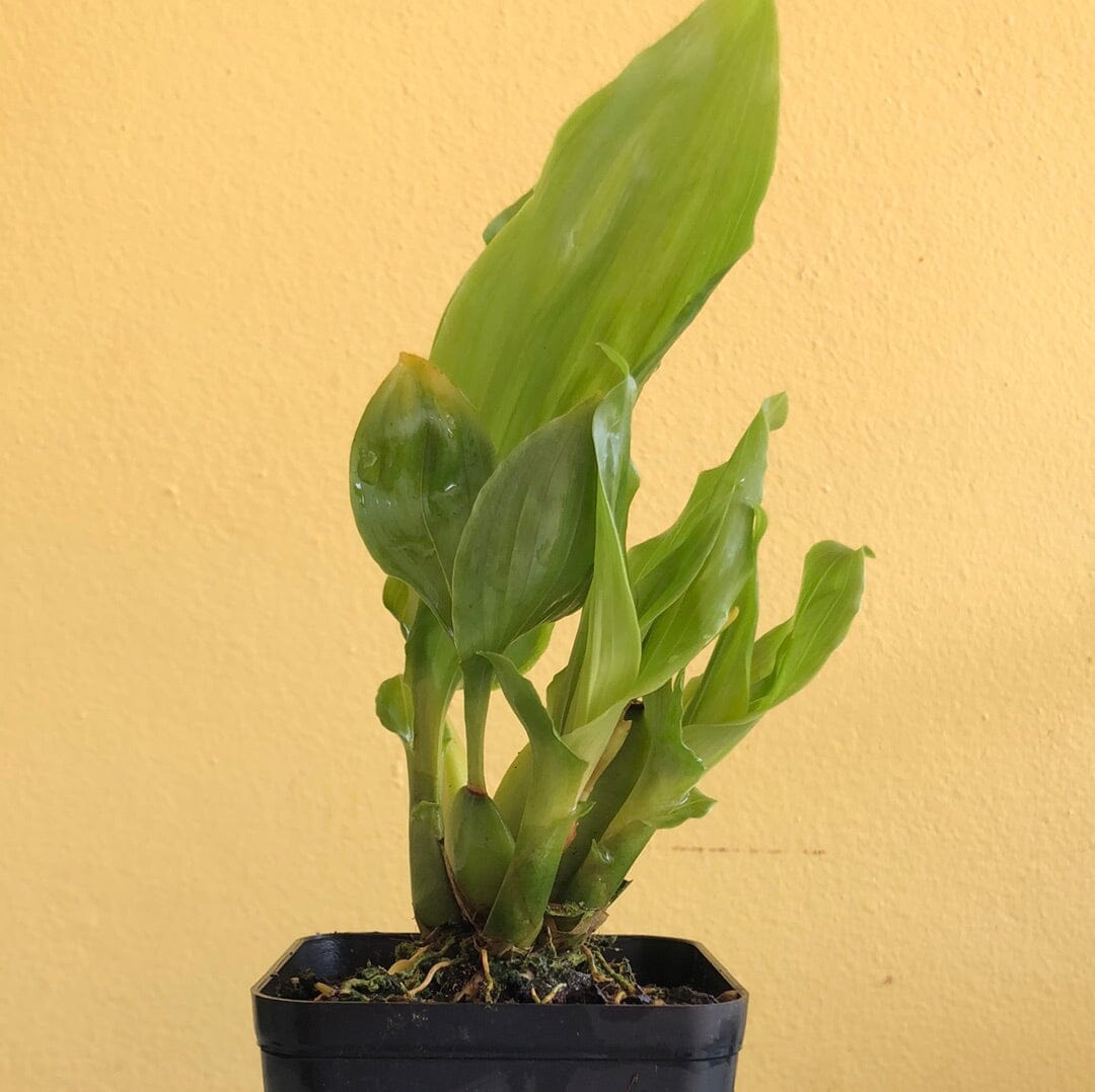 Lycaste tricolor x Lycaste macrophylla