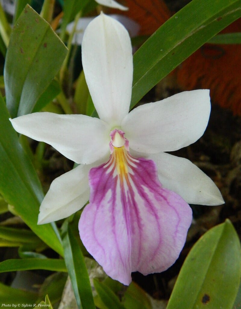 Miltonia spectabilis moreliana var. semi alba – La Foresta Orchids