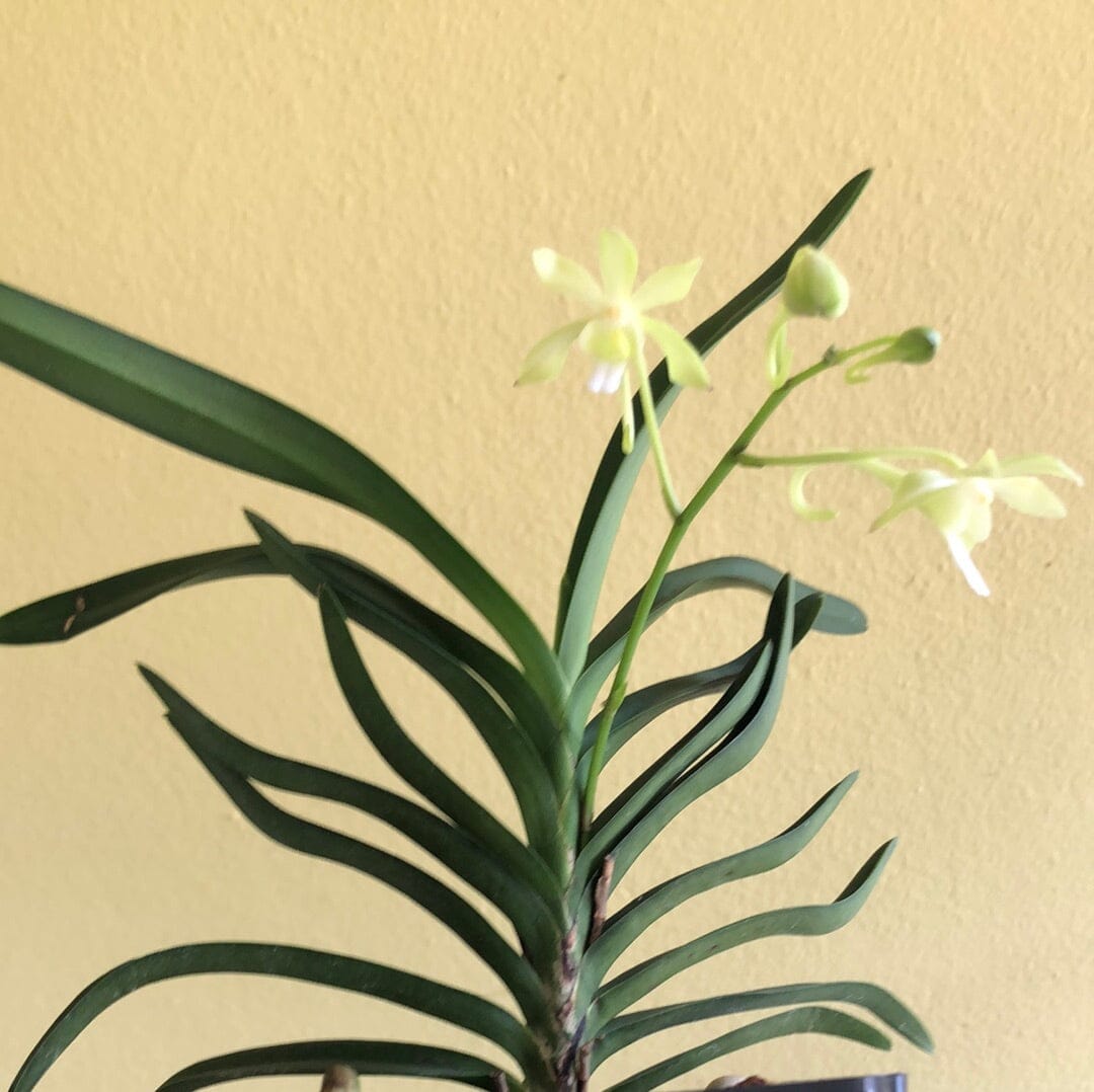 Neofinetia falcata var. amami x Christensonia vietnamica – La Foresta ...