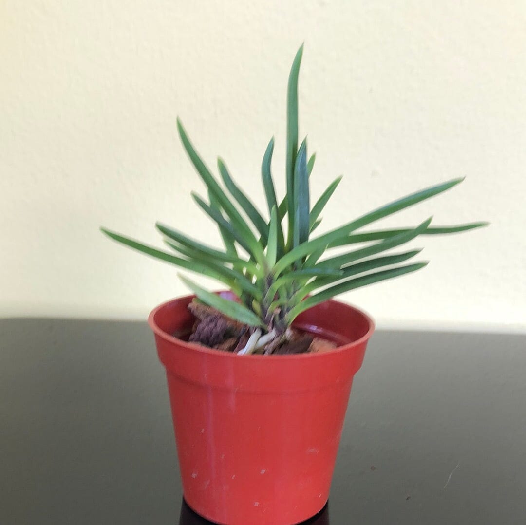 Neofinetia falcata var. shutebbou x 'koto' – La Foresta Orchids