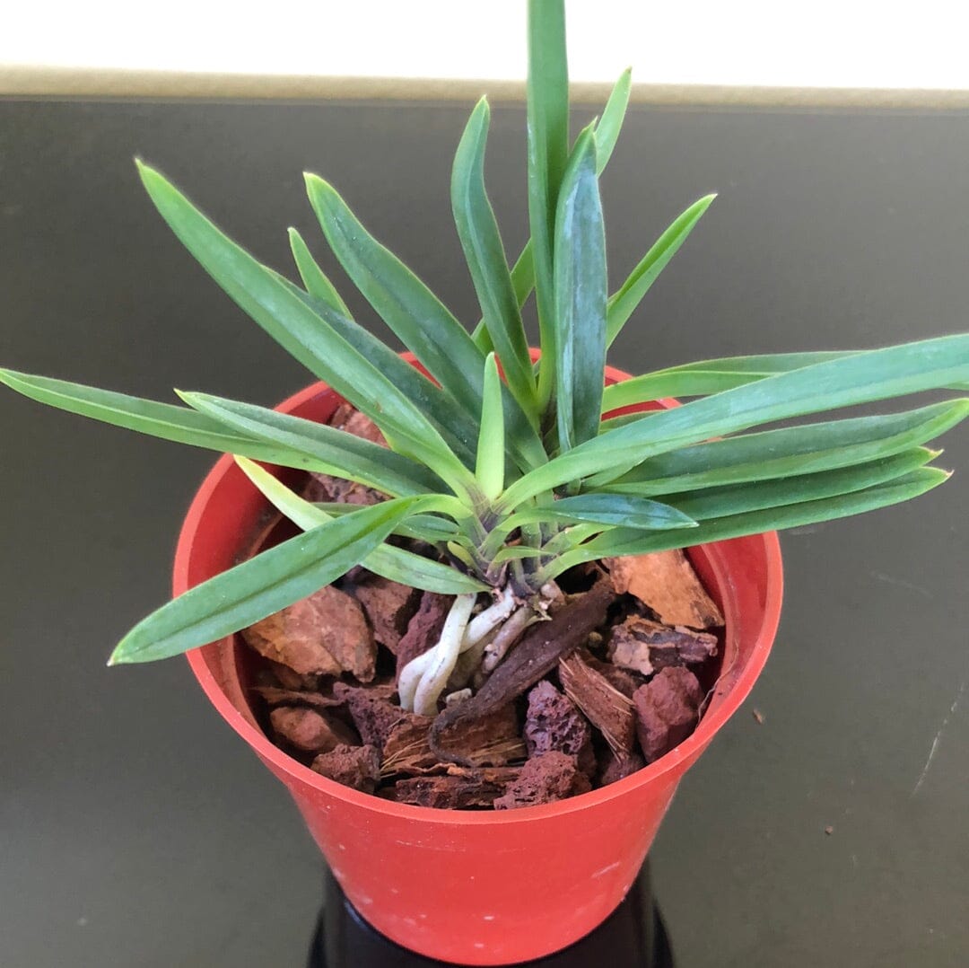 Neofinetia falcata var. shutebbou x 'koto' – La Foresta Orchids