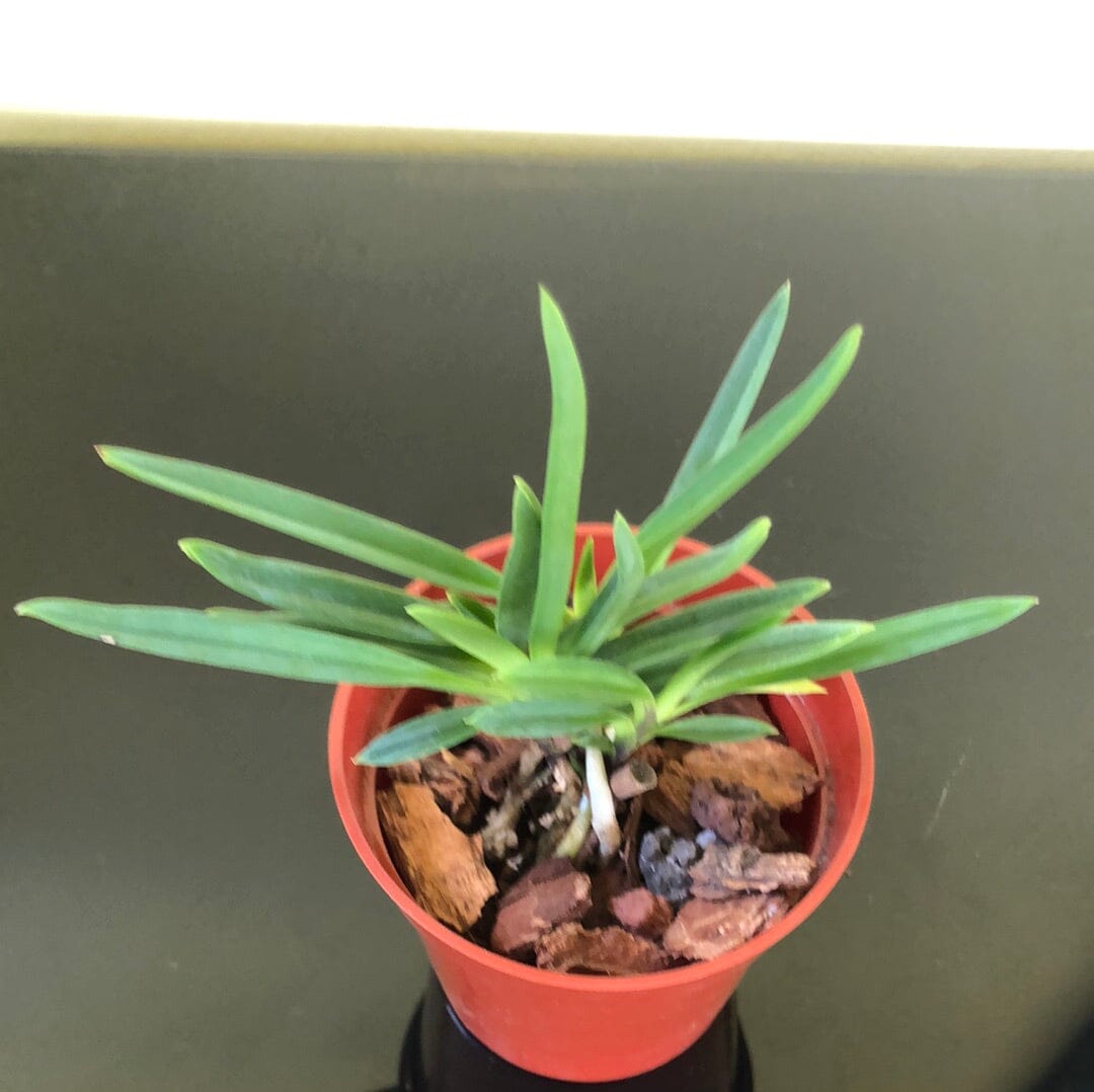 Neofinetia falcata var. shutebbou x 'koto' – La Foresta Orchids