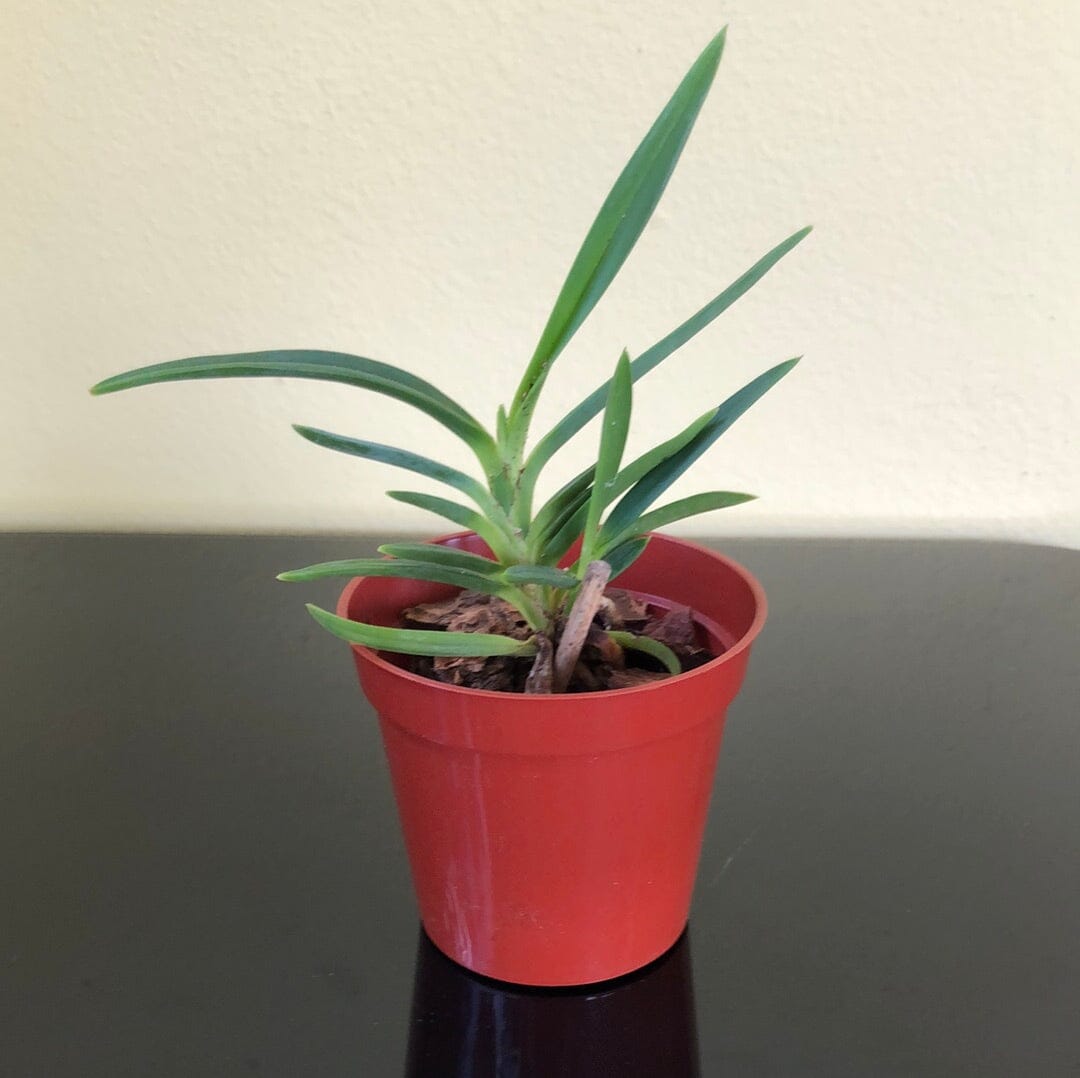 Neofinetia falcata var. shutebbou x 'koto' – La Foresta Orchids