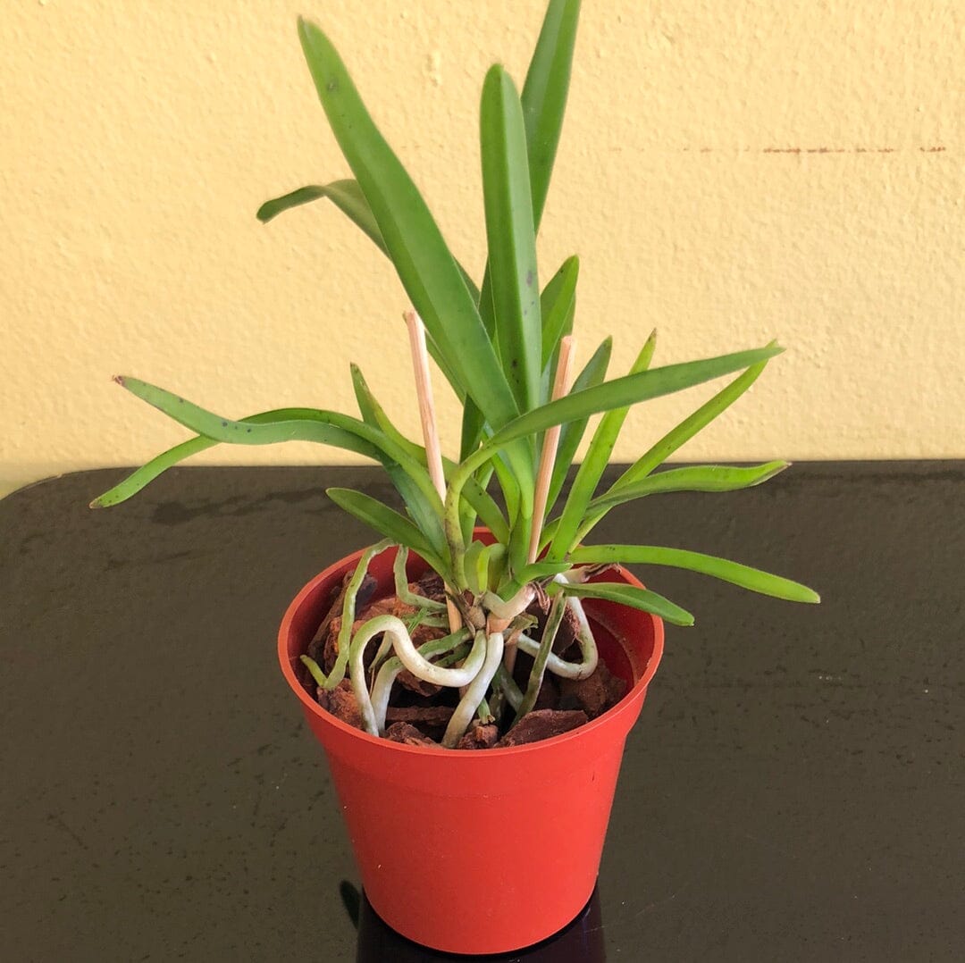Neofinetia falcata x Rhynchostylis retusa – La Foresta Orchids